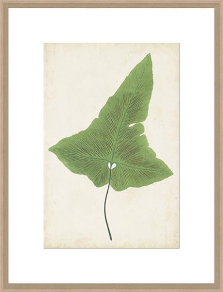 Fern Family I – Biella Art