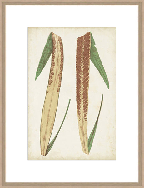 Fern Family IV – Biella Art